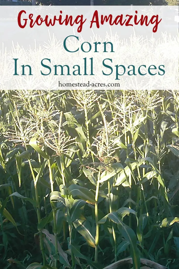 How To Grow Corn In A Square Foot Garden - Homestead Acres