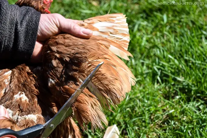 How To Clip Chicken's Wings (Easy Feather Clipping) - Homestead Acres