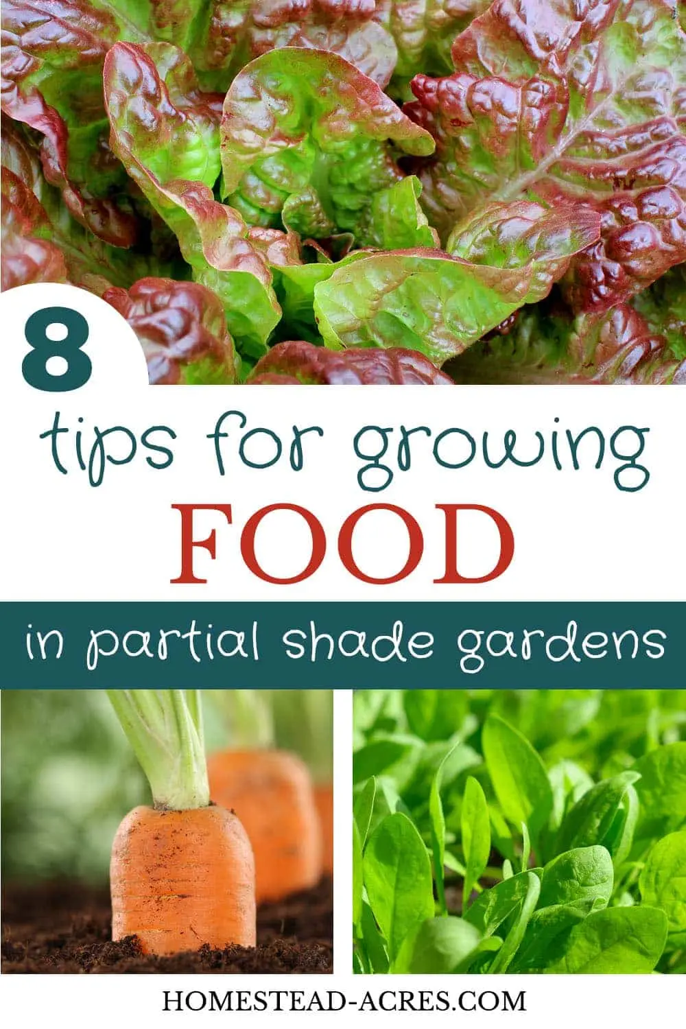 17 Easy Vegetables That Grow In Shade - Homestead Acres