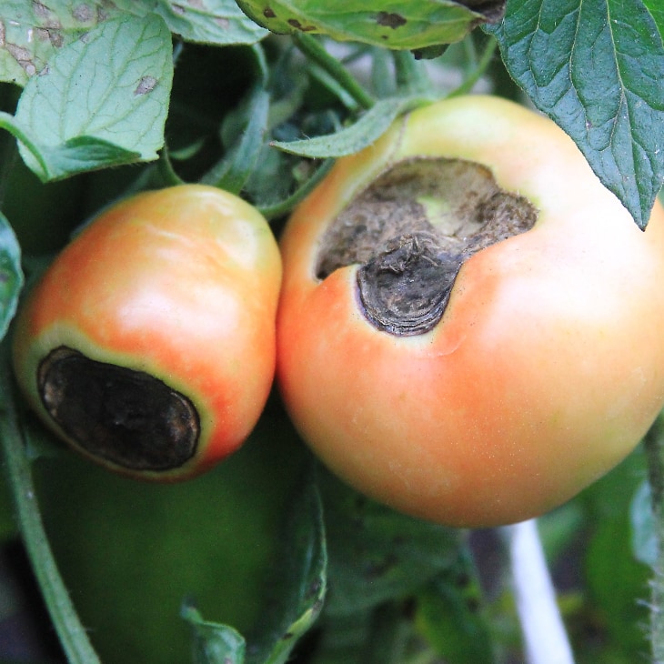 How To Tell When A Pumpkin Is Ripe Plus Easy Harvesting Tips