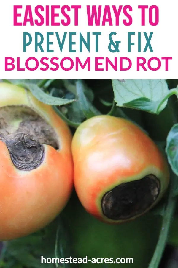 Blossom End Rot On Tomatoes: Prevent, Treat And Reverse - Homestead Acres