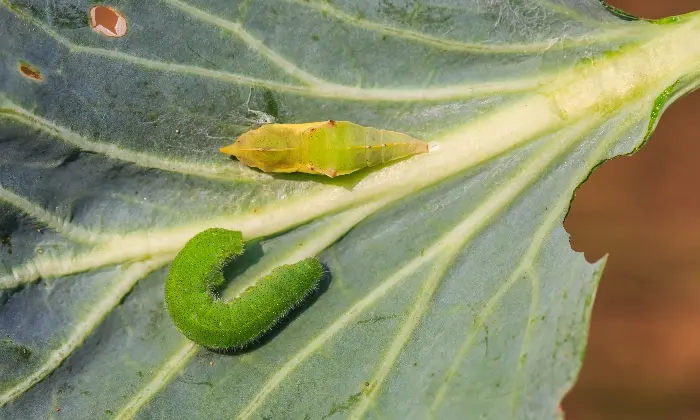How To Get Rid Of Cabbage Worms And Moths - Homestead Acres