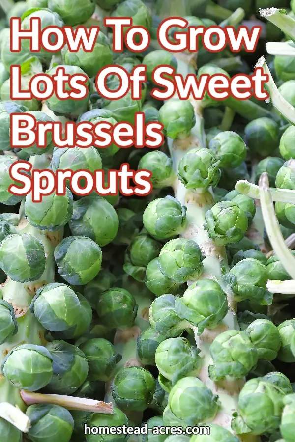 How To Grow Brussels Sprouts (Sweet Tasty Sprouts) - Homestead Acres