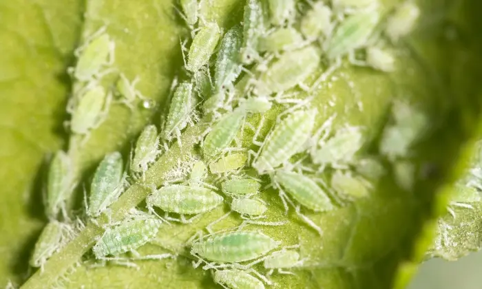 How To Get Rid Of Aphids In The Garden - Homestead Acres