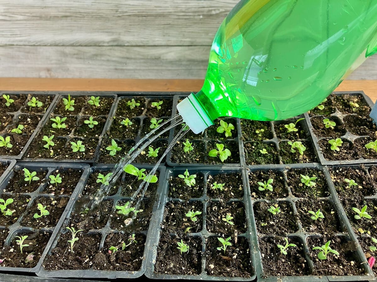 How To Make A Pop Bottle Watering Can - Homestead Acres