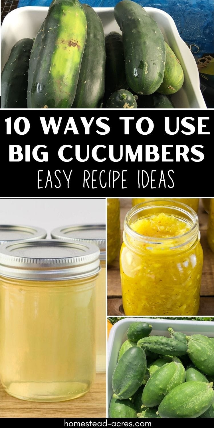 What To Do With Overripe Cucumbers