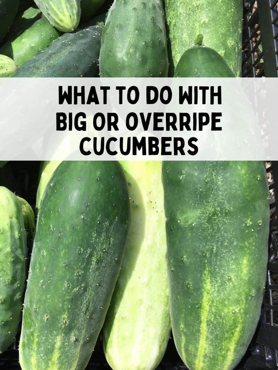 Best Ripe Cucumber Relish (For Overgrown Cucumbers)