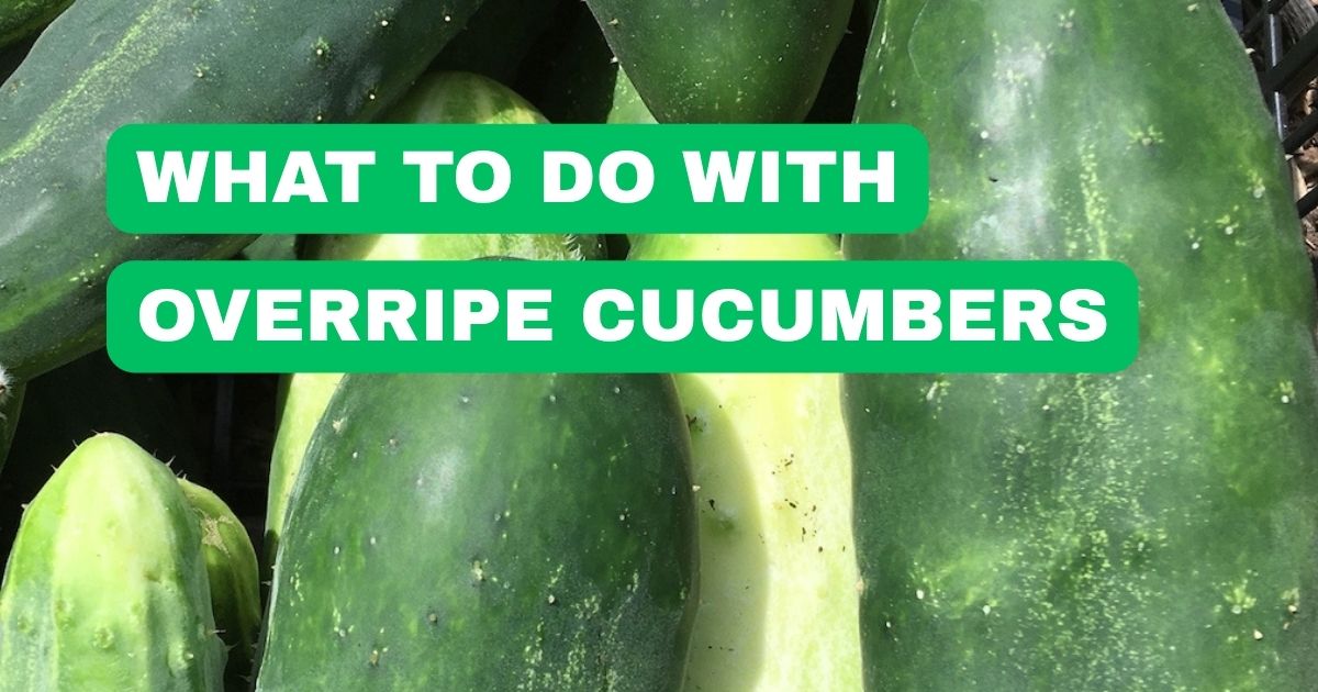 What To Do With Overripe Cucumbers
